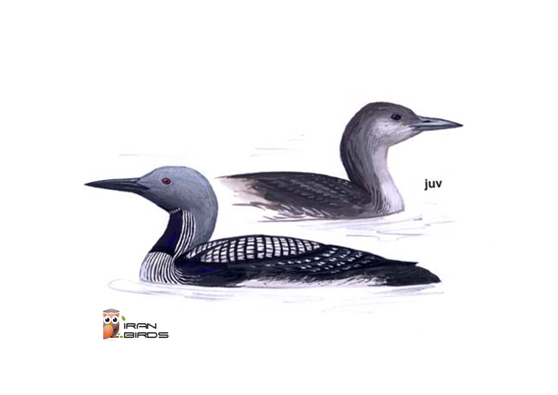 غواص گلو سیاه